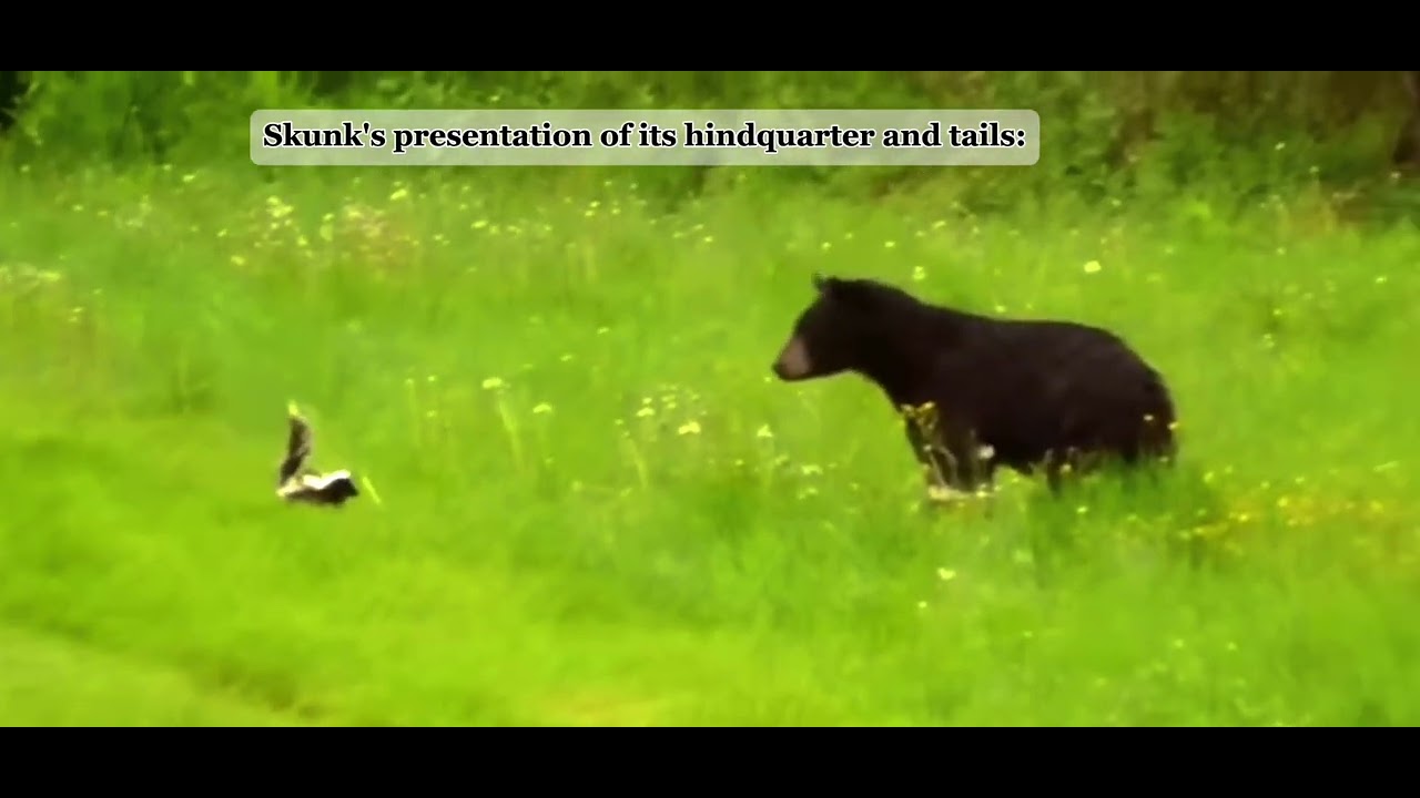 skunk attacking a bear| skunk presentation of its hind quarter and tail ...