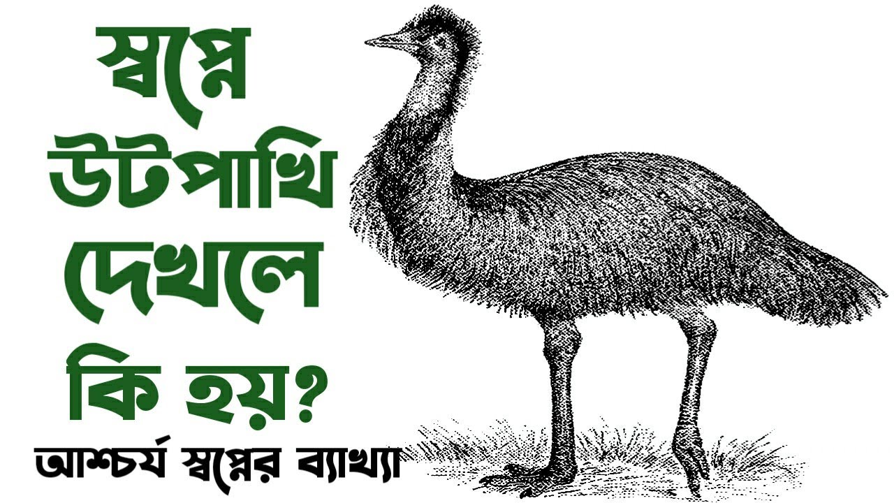 স্বপ্নে উটপাখি দেখলে কি হয় | স্বপ্নে পাখি দেখলে কি হয় | sopne ut ...
