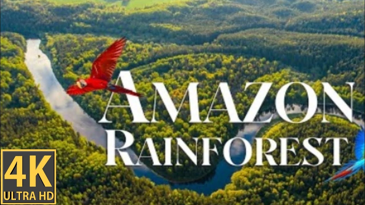 Amazon Jungle 8k Ultra HD|Wild animals of Amazon rainforest|Nature ...