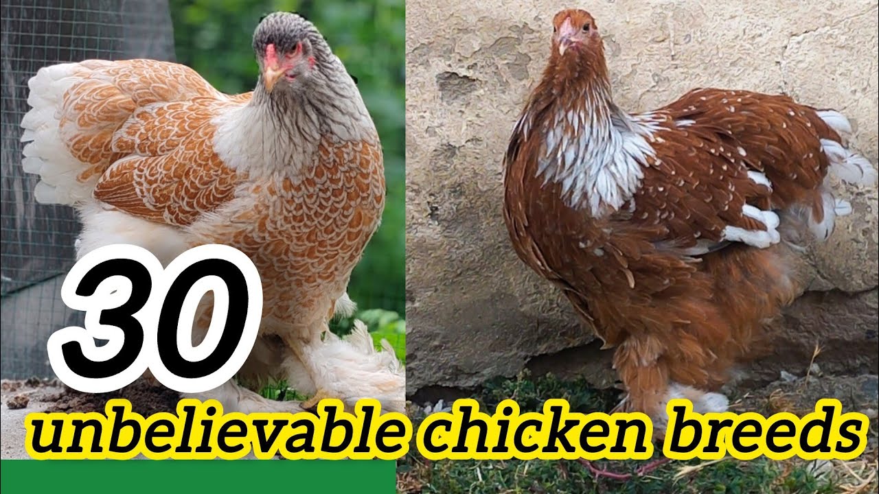 All fancy chickens breeds in the world || Fancy Murgiyon ki 40 se zyada ...