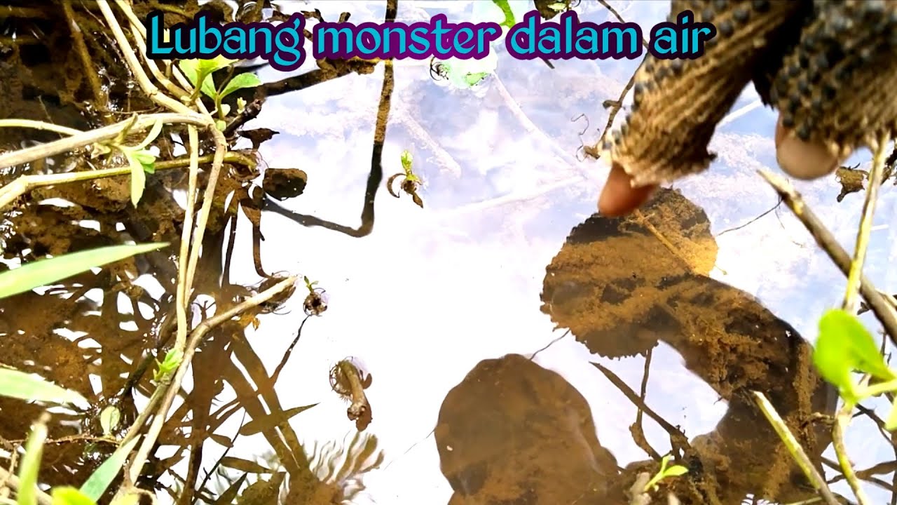 Lubang monster dalam air sungguh menakutkan // Ngurek belut sungai ...