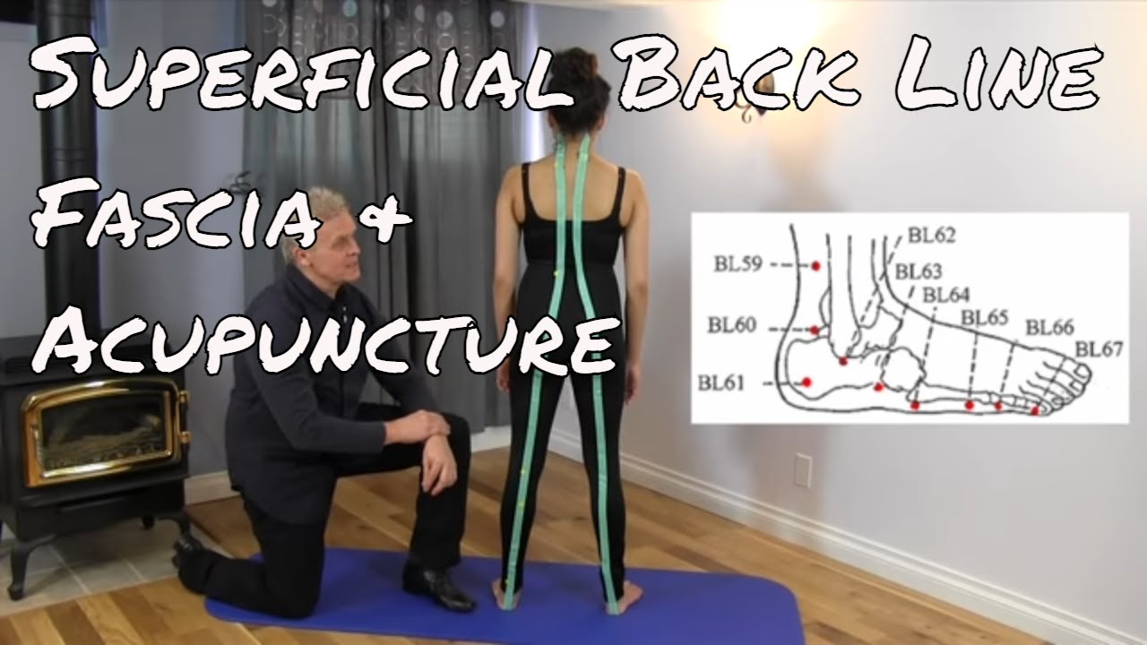 Superficial Back Line - Fascia and Acupuncture - YouTube
