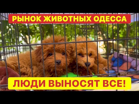 ОДЕССА. ТАКОГО НЕТ НИГДЕ. Рынок животных. Как и где продают собак и кошек?