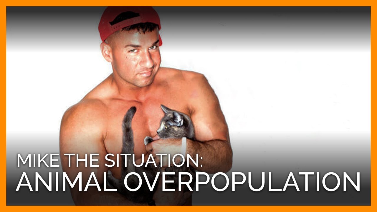 Help End Animal Overpopulation With The Situation - YouTube