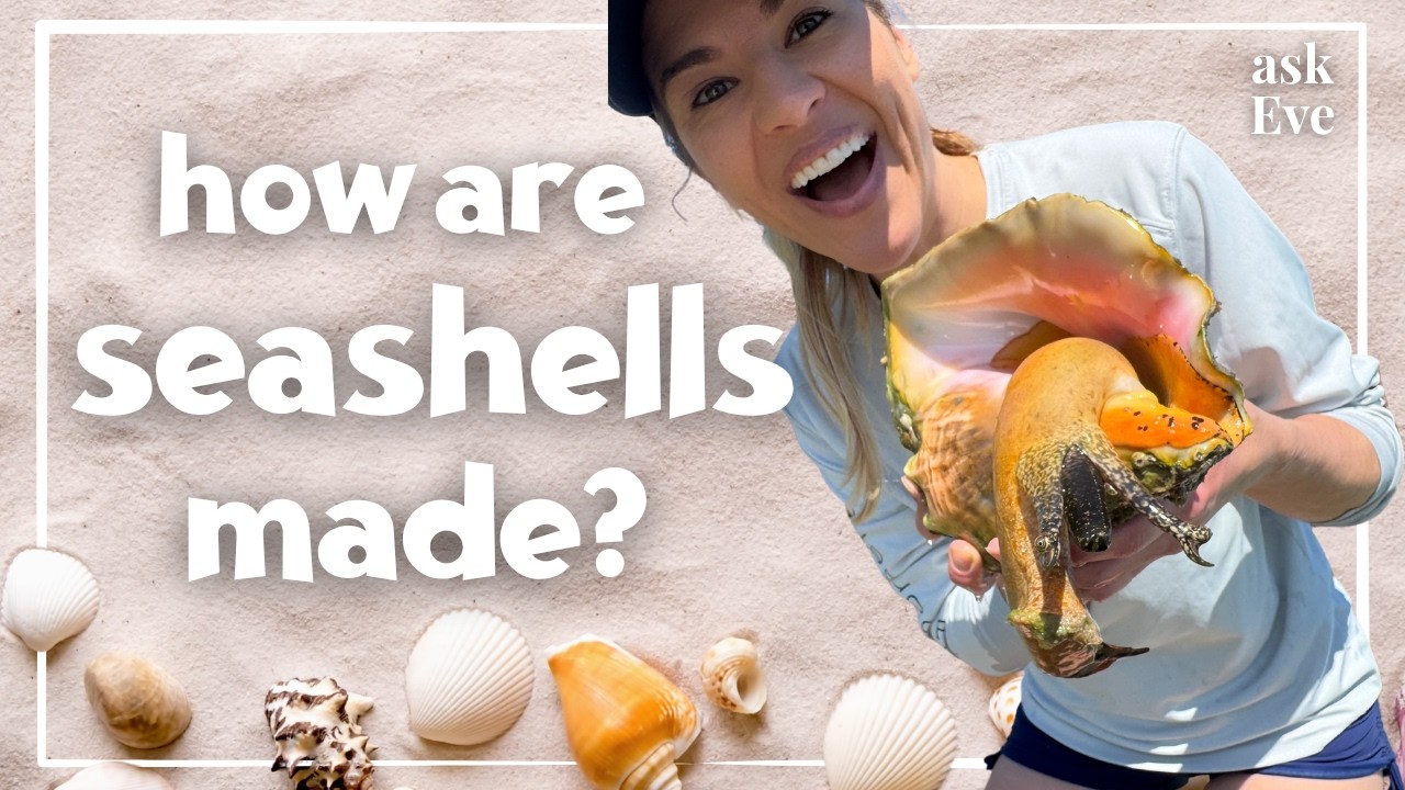 How Are Seashells Made? Fun Ocean Science - YouTube