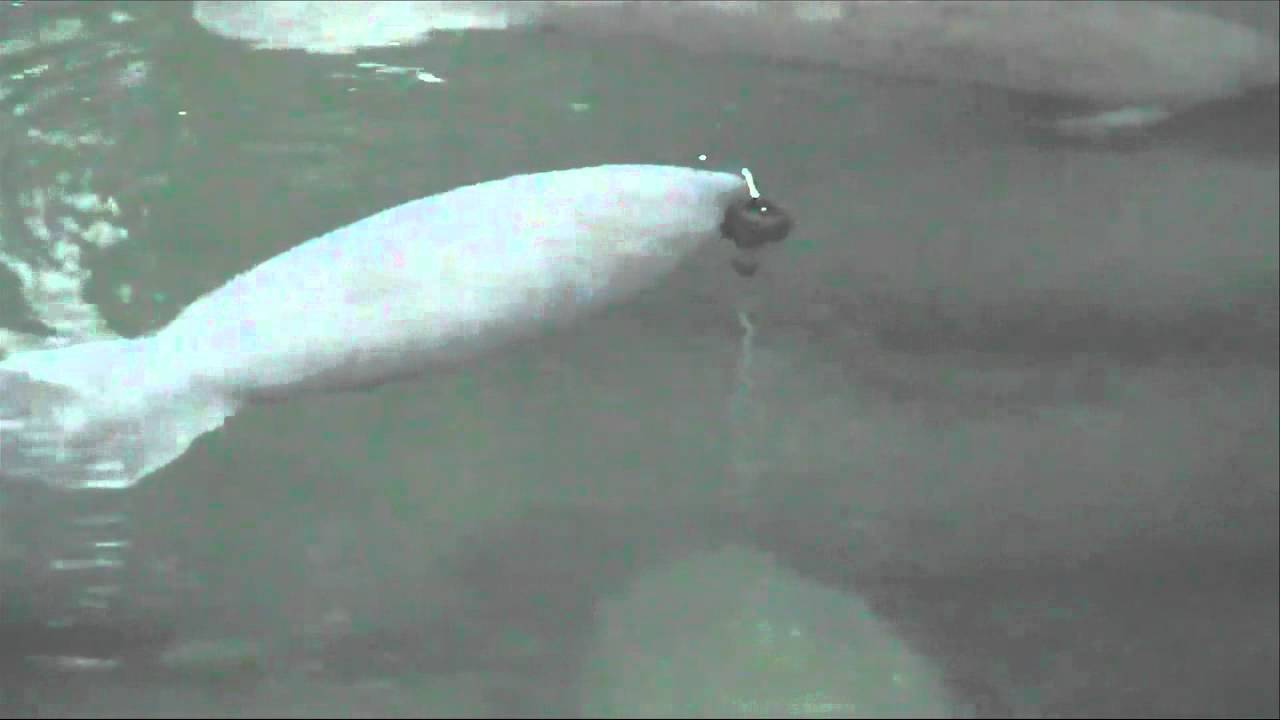 Manatee Plays With Floating Tracking Device - YouTube