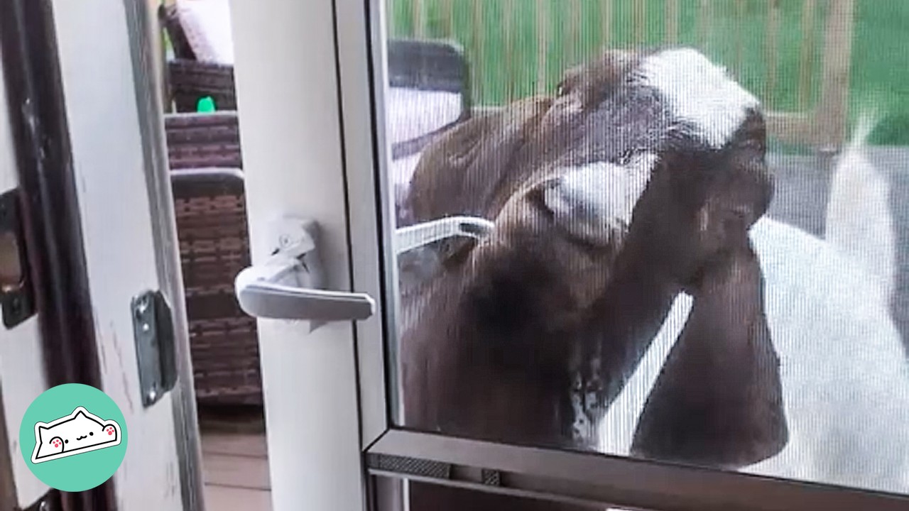 Sassy Goat Rules Farm And Won’t Leave Owner's Side For A Second ...