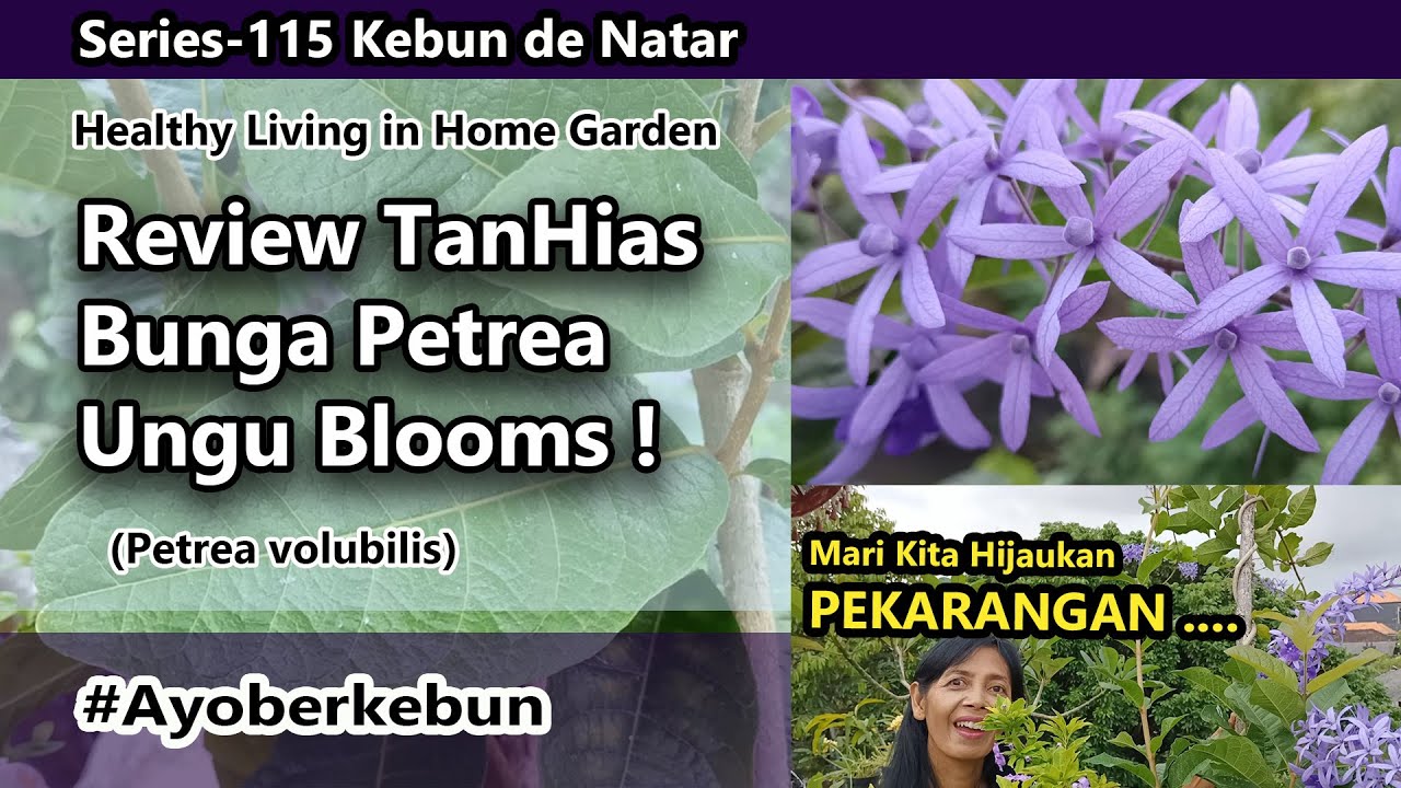 Review Tanaman Hias Bunga Petrea Ungu | Petrea volubilis - YouTube