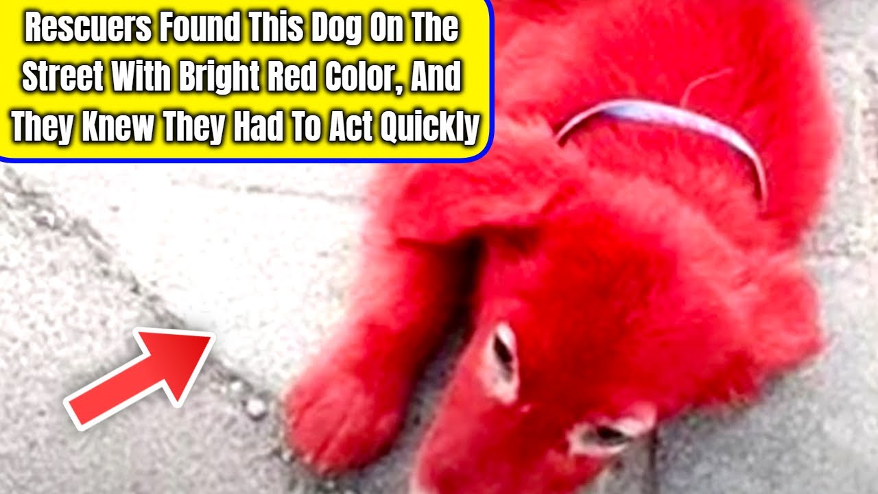 Rescuers Found This Dog On The Street With Bright Red Color, And They ...