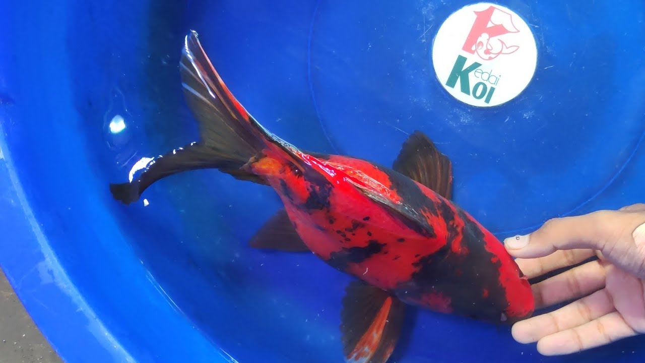 Ikan koi unik & antik Shortbody banyak dicari para kolektor ikan koi ...