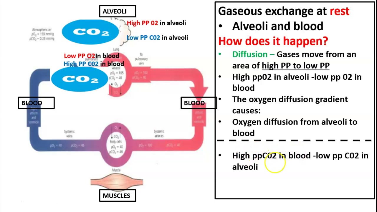 Gaseous exchange - YouTube