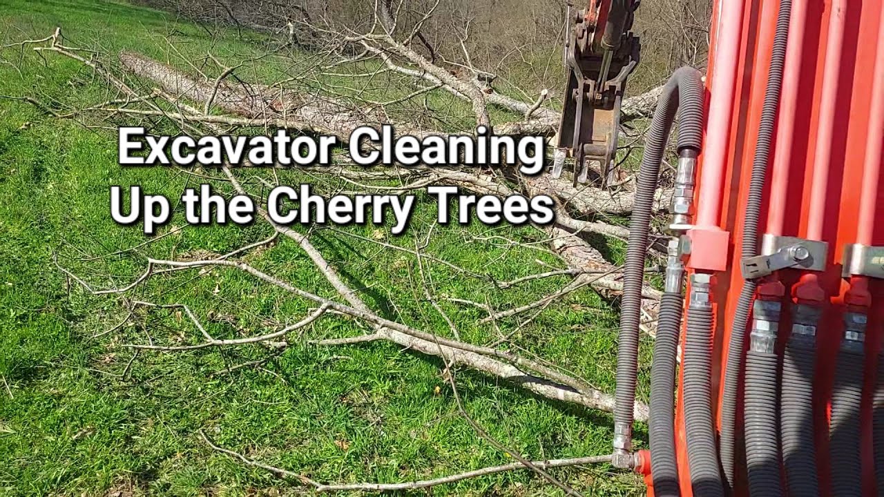 The Big Cherry Tree Cleanup Begins - YouTube