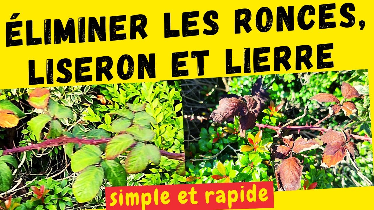 Éliminer les ronces, le liseron et le lierre , méthode simple et ...