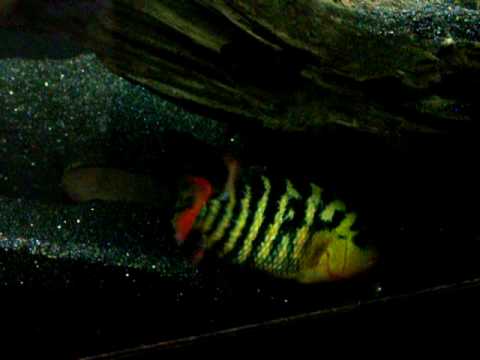 Festae Cichlids Getting Ready to Spawn - YouTube