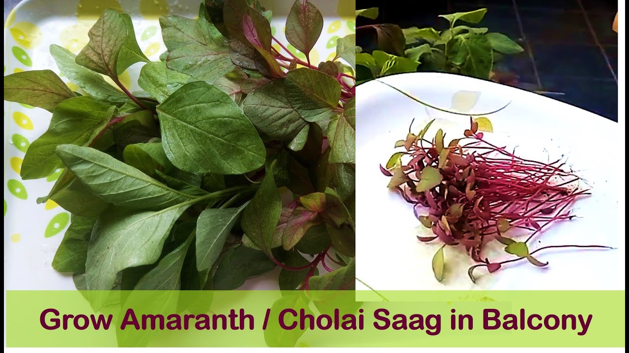 How to grow Amaranth / Cholai Saag / Lal Shak in container - YouTube