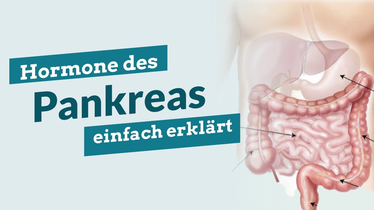 Hormone des Pankreas einfach erklärt: Somatostatin | Glucagon | Insulin ...