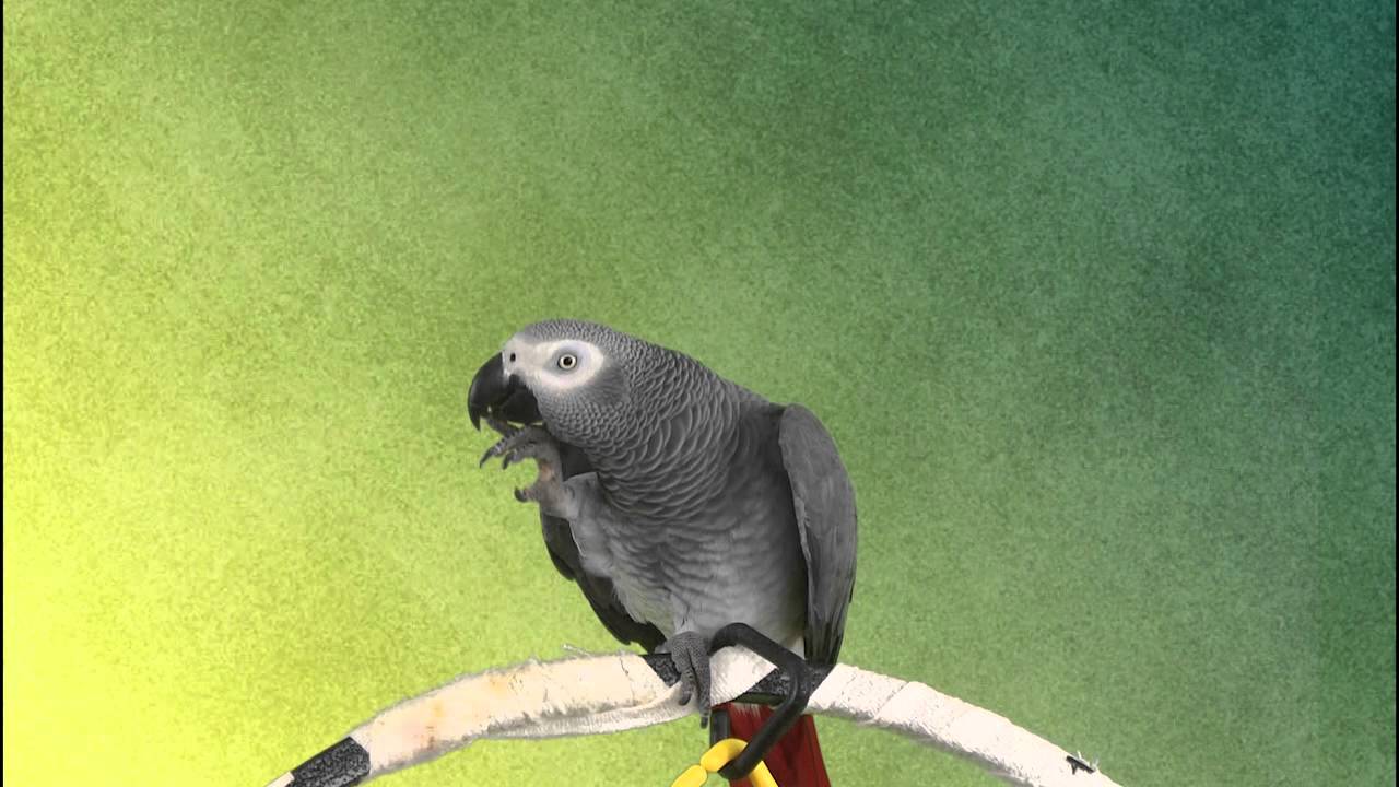 African Grey Parrot Bibi Talking about Nutri-Berries - YouTube
