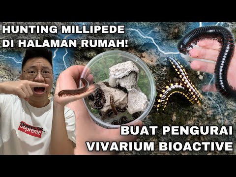 HUNTING MILLIPEDE/KAKI SERIBU DISEKITAR HALAMAN RUMAH! BUAT PENGURAI DI VIVARIUM BIOACTIVE!