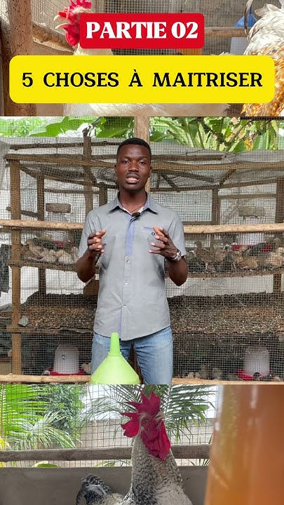P02 Cinq Choses à Maitriser Pour réussir son projet d'élevage. #poulet ...