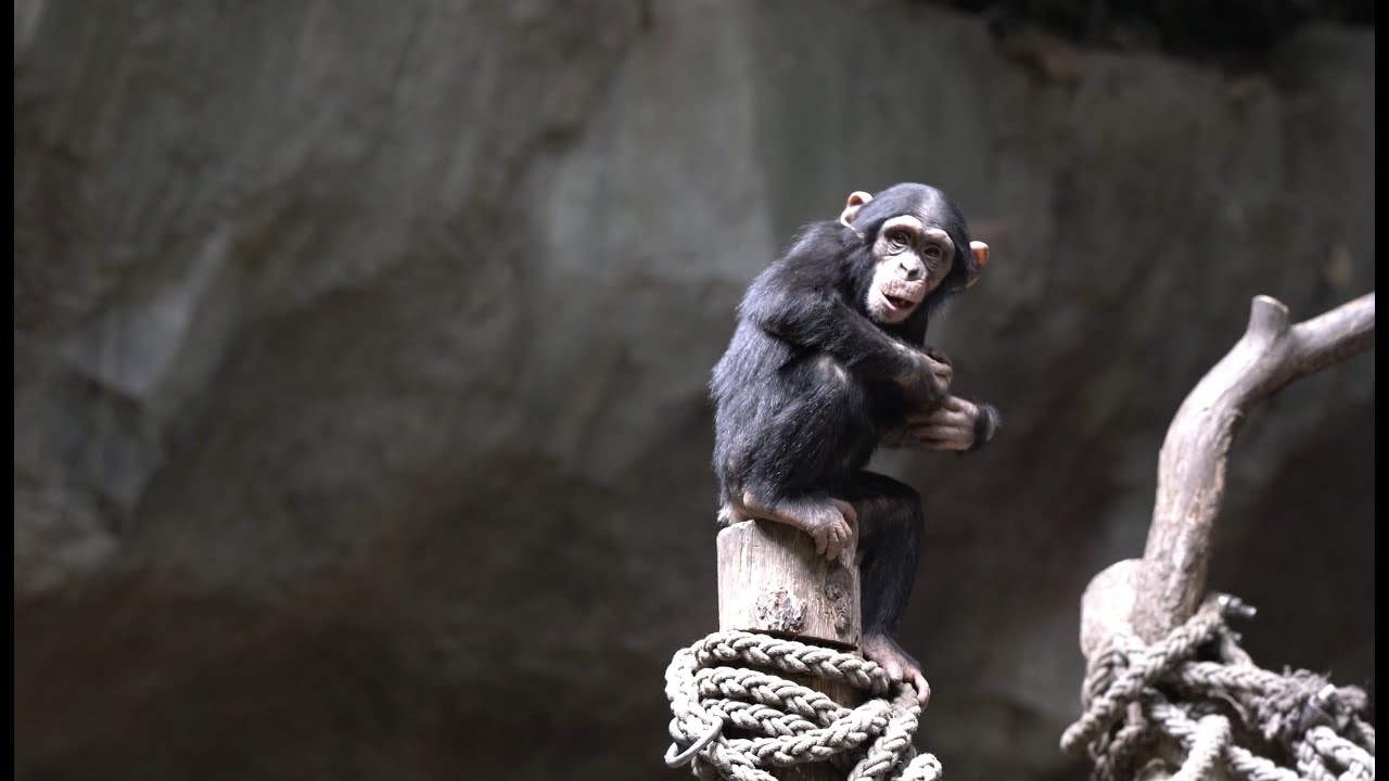 chimpanzee video,leipzig 4k,zoo cinematic video,zoo 4k,schimpanse ...