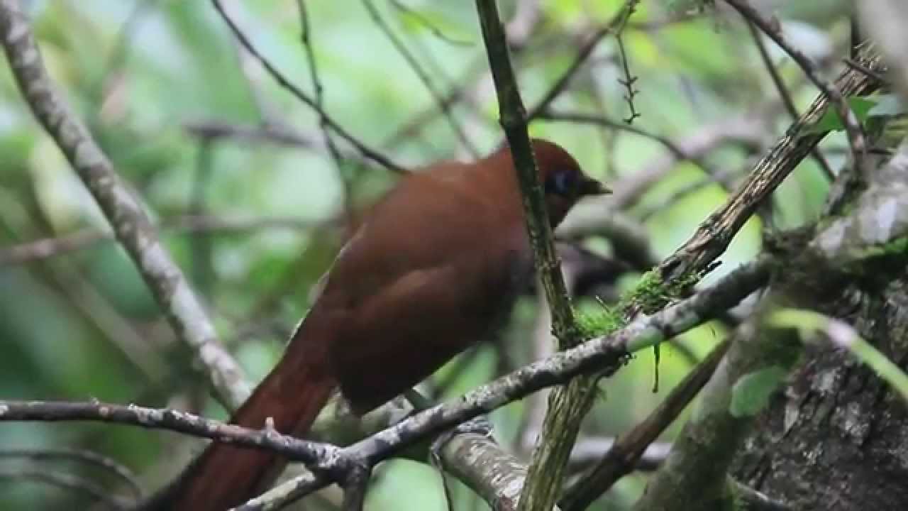 Rusty laughingthrush call 竹鳥叫聲 - YouTube