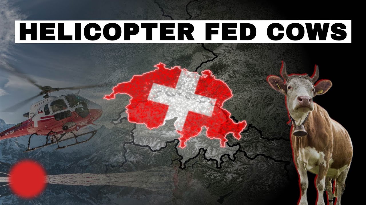 Why Swiss Cows are fed by Helicopter - YouTube
