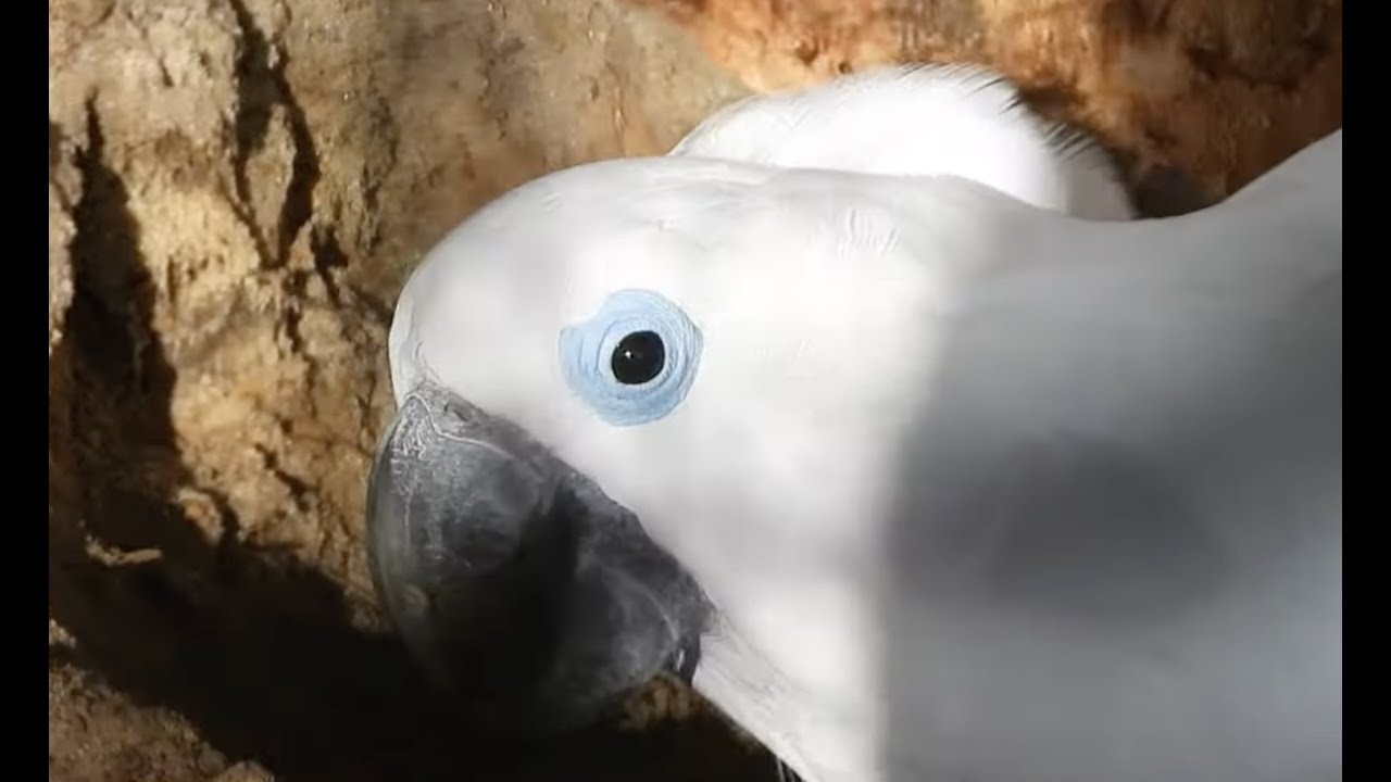 Blue-eyed Cockatoo digs a hole in the ground - YouTube