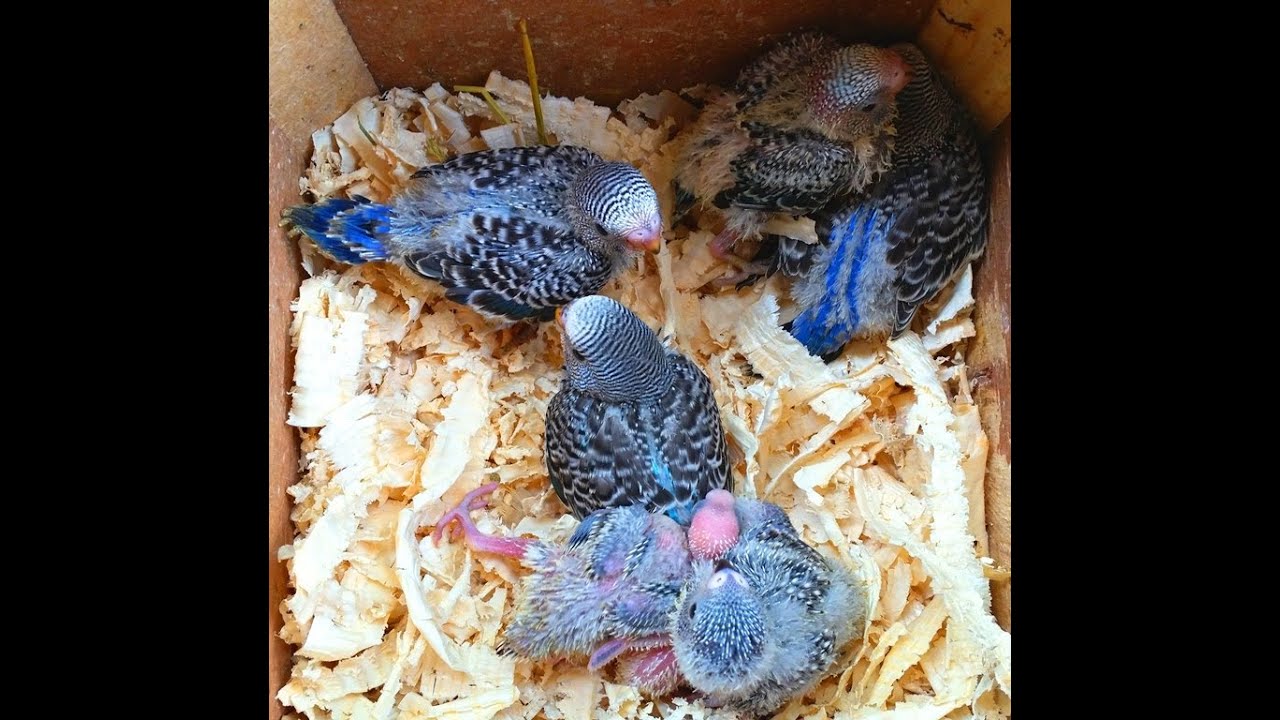 7 budgie babies - YouTube