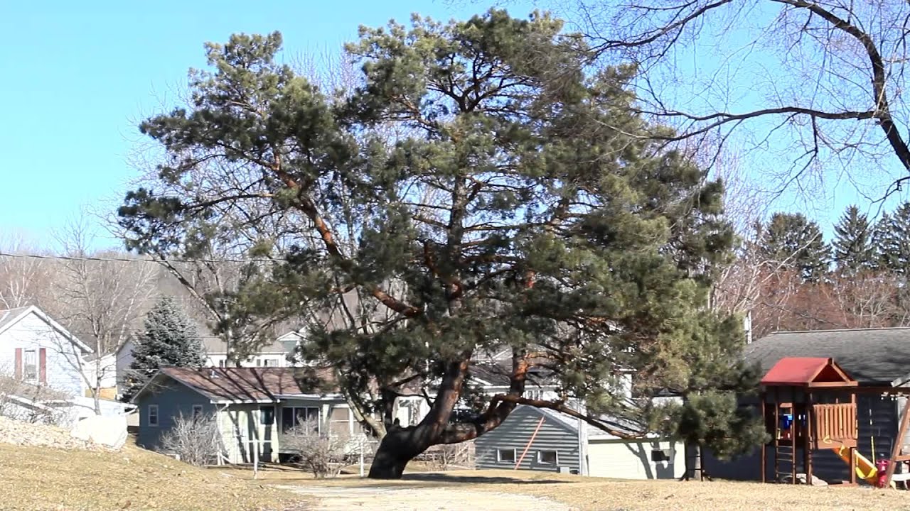 Free Video Clip-Tree Branches blowing in the Wind-Free Stock Footage ...
