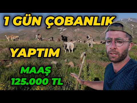 700.000 TL'LİK MESLEĞİ DENEDİM: Kangal Saldırdı, Attan Düştüm ve Ayı Sürüye Saldırdı!