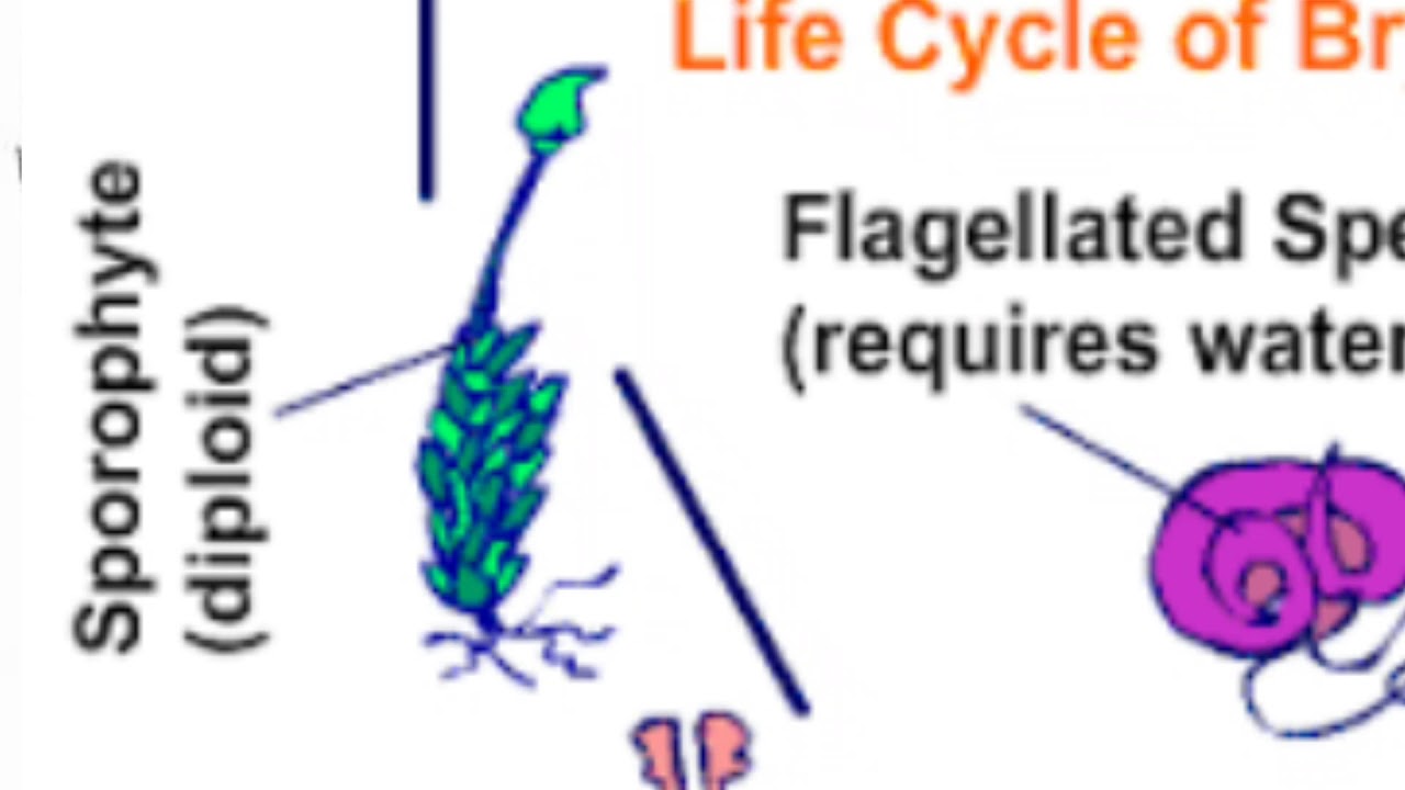 The life cycle of funaria (bryophyte) plant kingdom - YouTube