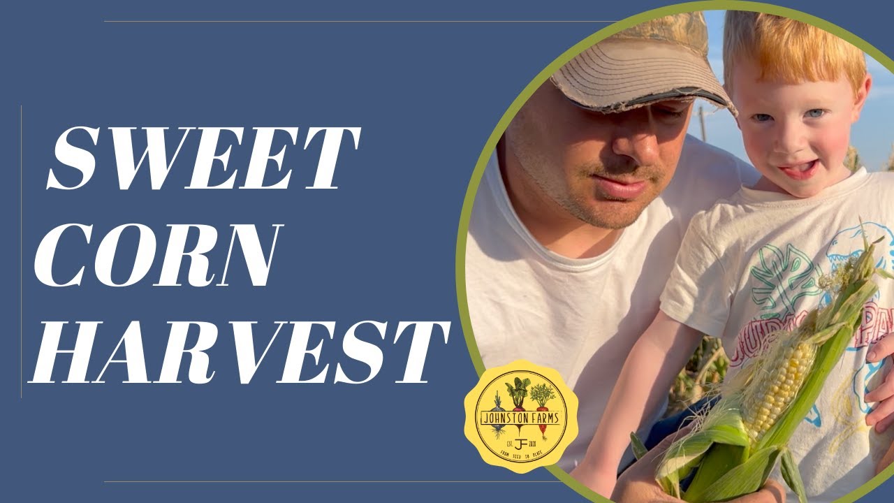 PRIMUS SWEET CORN HARVEST || BEST CORN EVER!! - YouTube