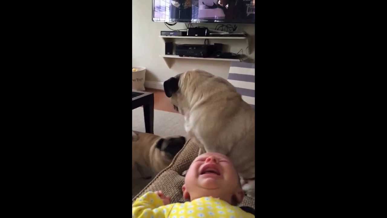 Pug howls when baby sister cries - YouTube