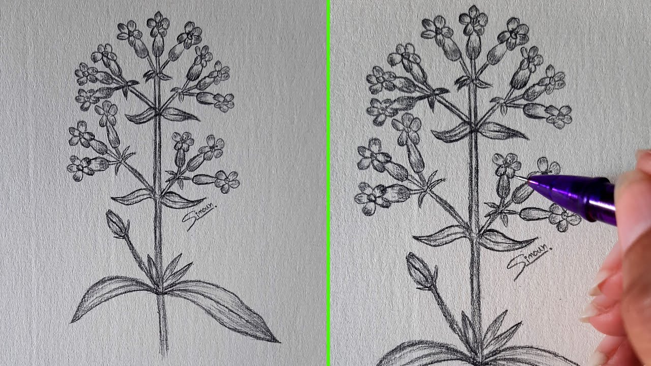 Soapwort Drawing | Pencil Sketch | Sinoun Drawing - YouTube