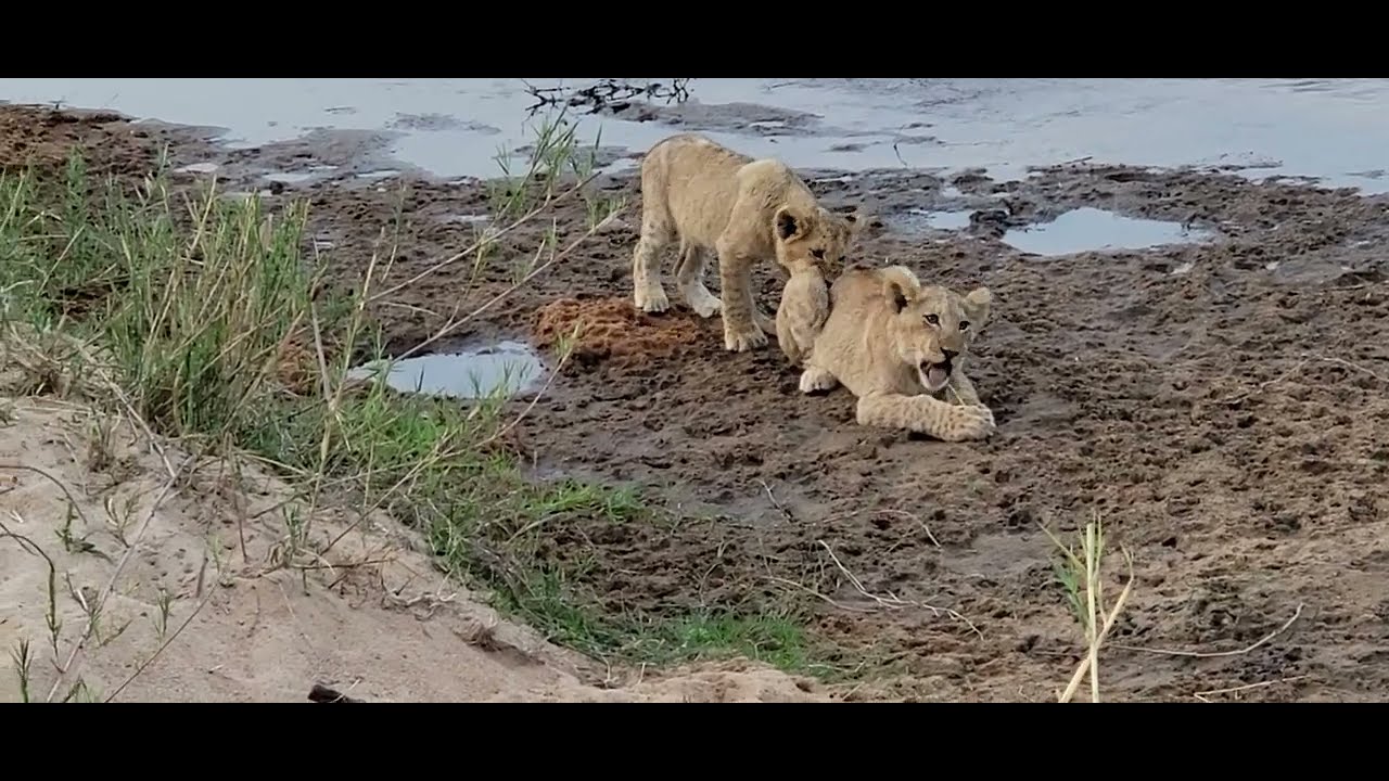 lion cubs playing! - YouTube