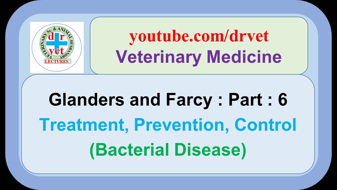 Glanders Part 6 : treatment, prevention, control - YouTube