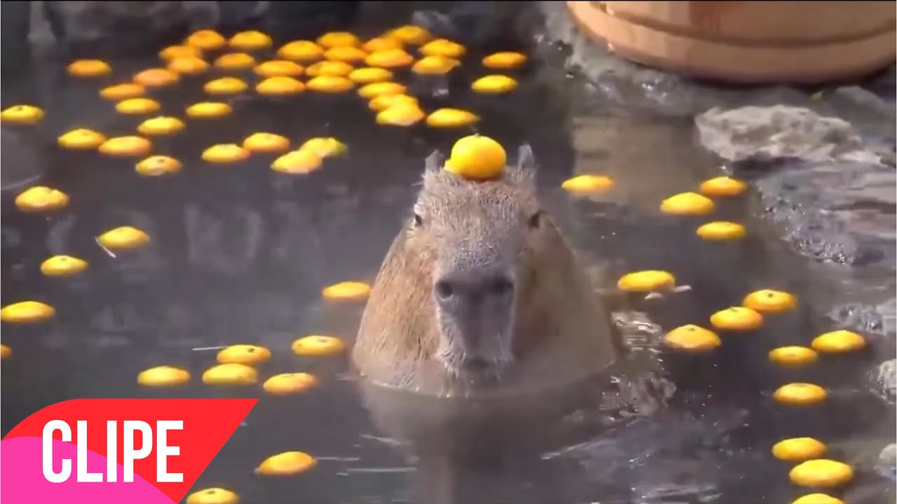 Capybara (vídeo clipe oficial) - YouTube