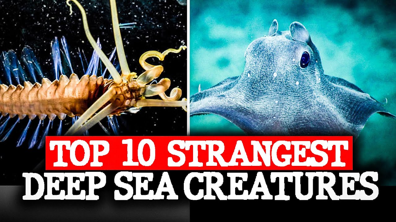 Top 10 Strangest Deep Sea Creatures We've Ever Found - YouTube