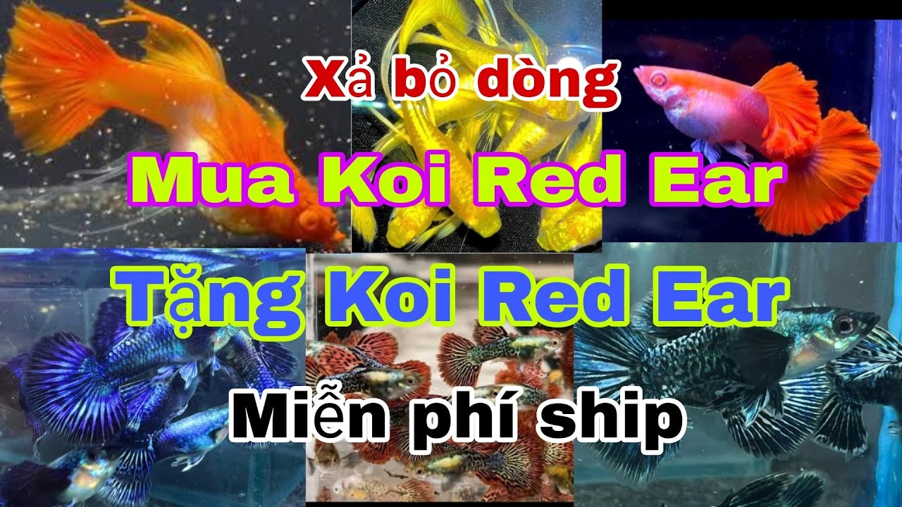 Xả bỏ dòng mua Koi Red Ear tặng Koi Red Ear, cá bảy màu đẹp bên trại ...