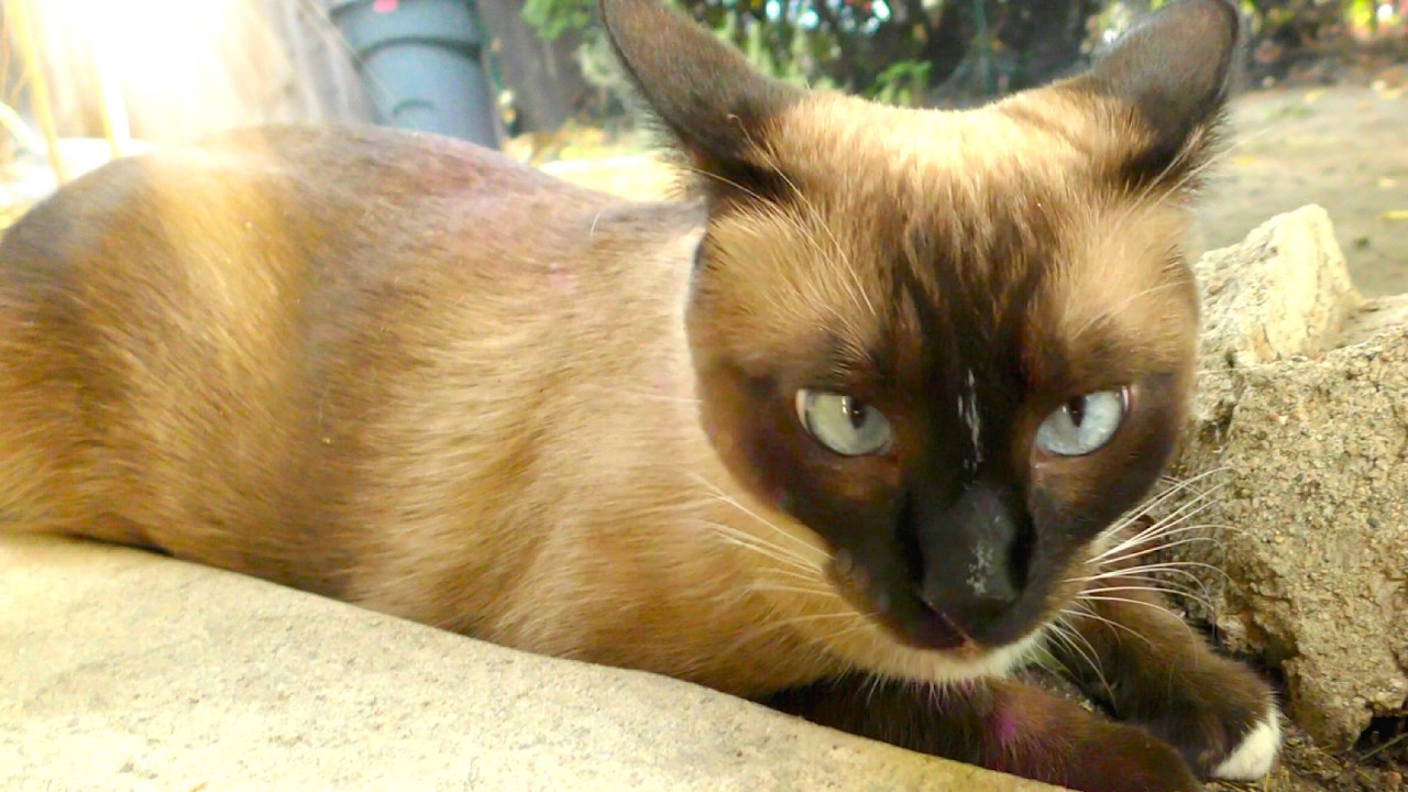 Cat Voice Over ️ Siamese Cat Talks to a Stray 💙 #cat #cats - YouTube