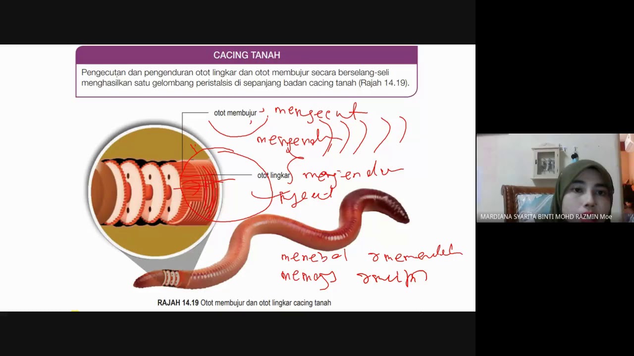 Mekanisma pergerakan pada cacing Part 1 - YouTube