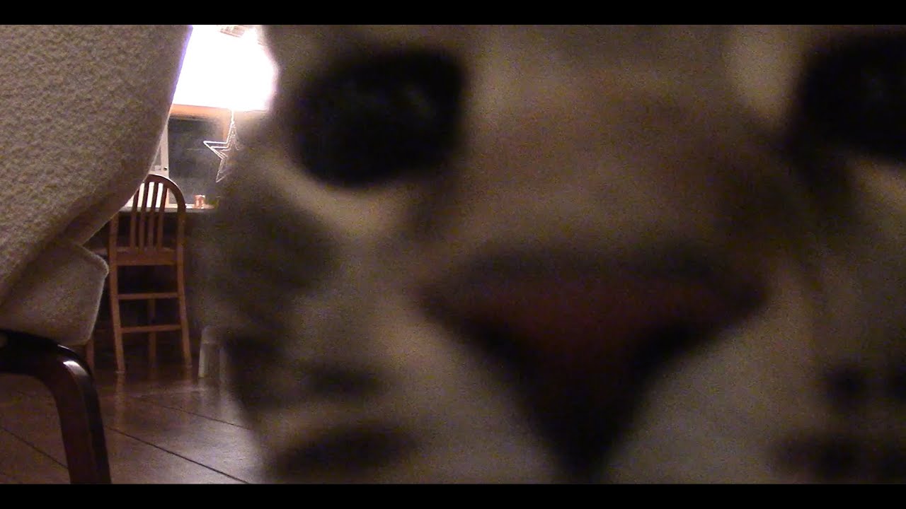 Late Show with Kato the Cat! Episode 1 - YouTube