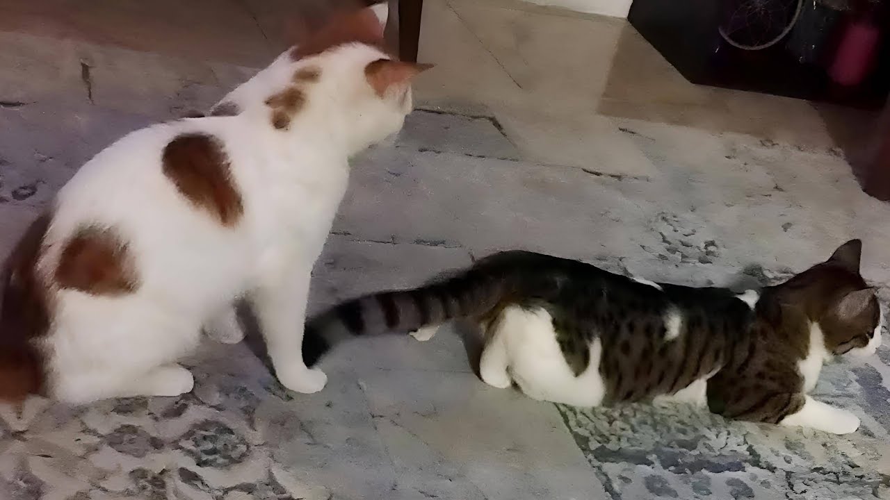 Funny Mating Of 2 Loving Cats At Home! part1 🐾😂 - YouTube