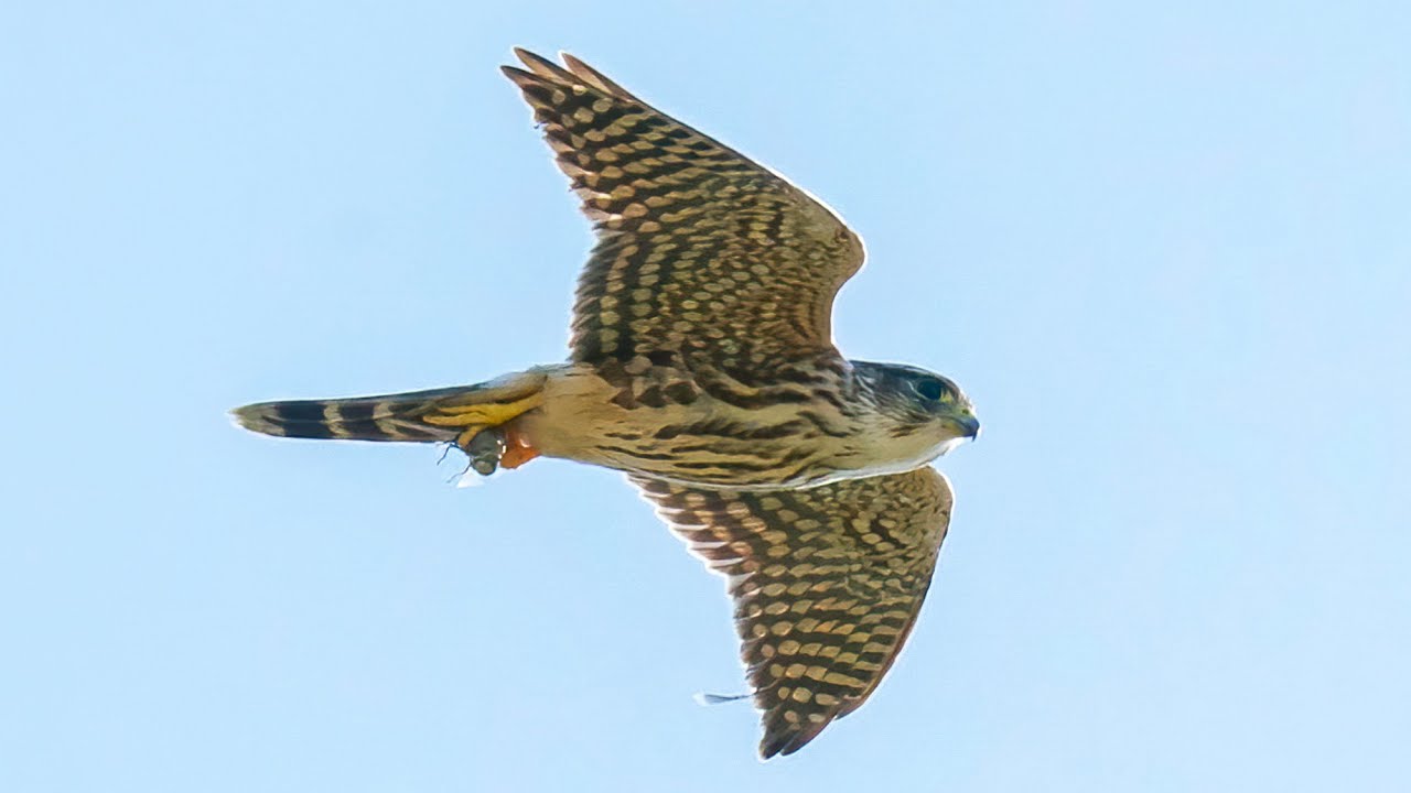 Falcons - Aerodynamic Elegance. Peregrine Falcon, Merlin, American ...