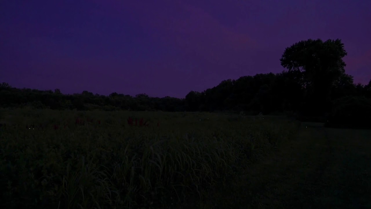Fireflies in Louisville, KY - YouTube