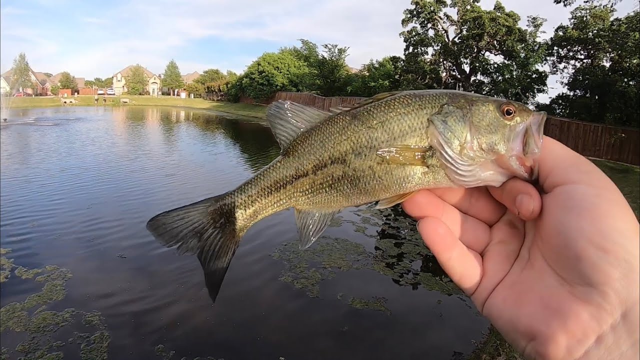 Day of Dinks - YouTube