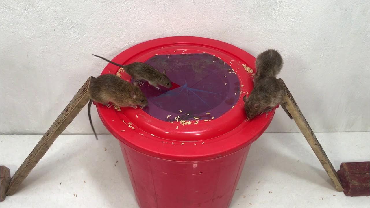 How To Make Rat Trap Water π 10 Mice In Trapped 1 Hour π Mouse Rat