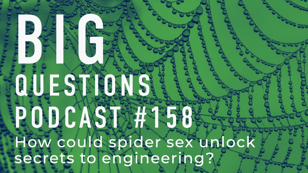 How could spider sex unlock secrets to engineering? - YouTube