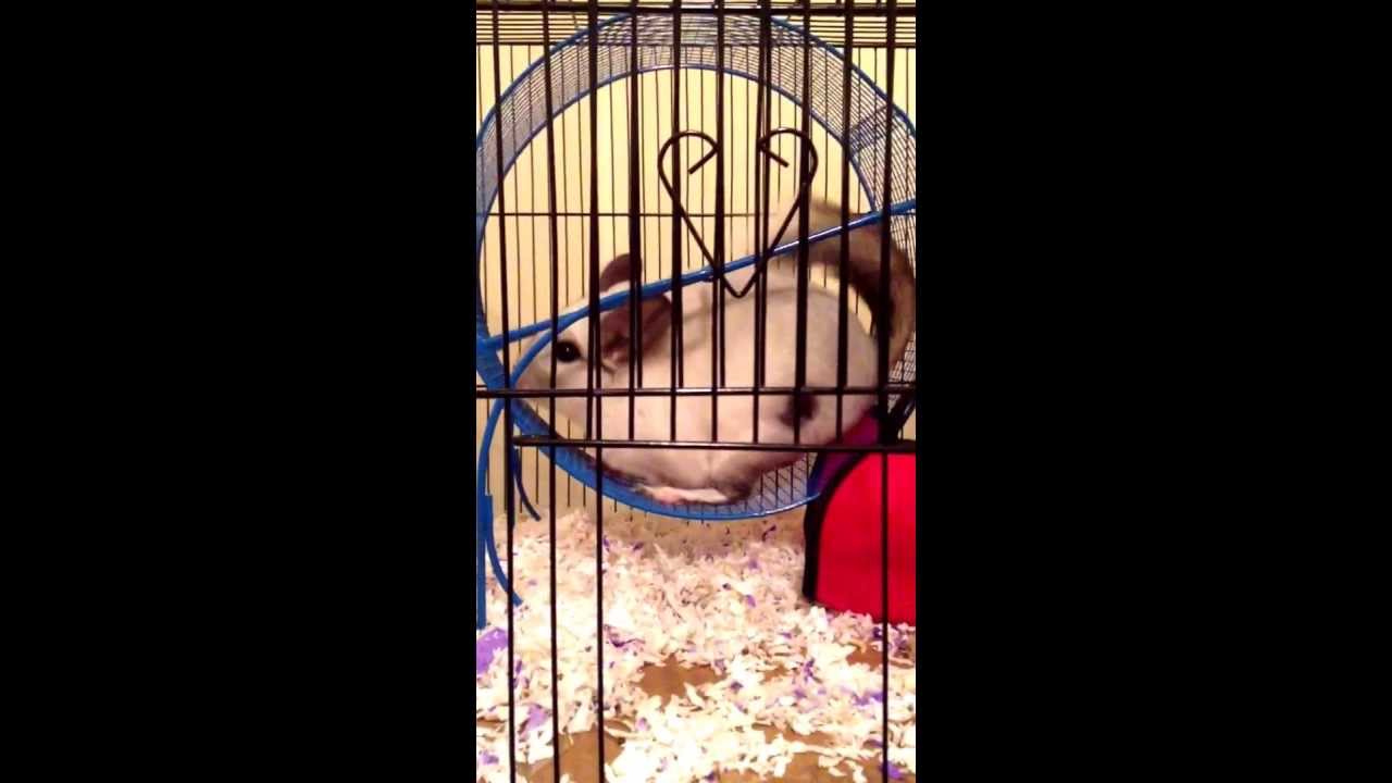 Chinchilla running - YouTube