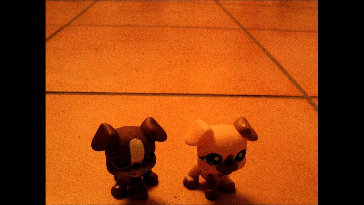 Petshop : animation - YouTube